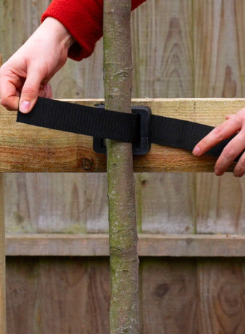 Buy True Multi Stem Trees | Ornamental Trees