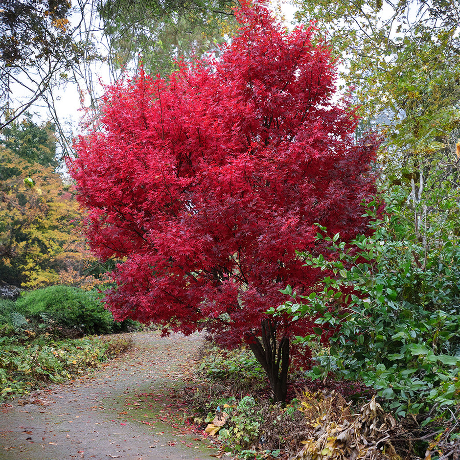 Japanese Maple Trees | Acer palmatum | Ornamental Trees