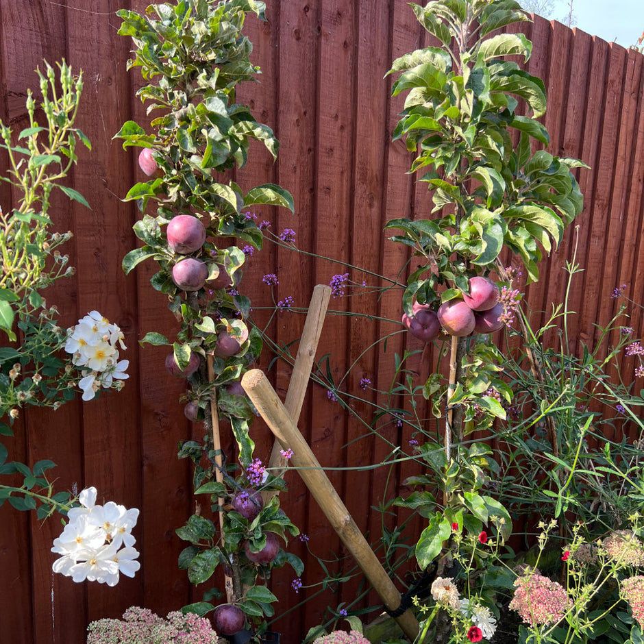 Espalier, Cordon & Fan Trained Fruit Trees For Sale | Ornamenta Trees ...