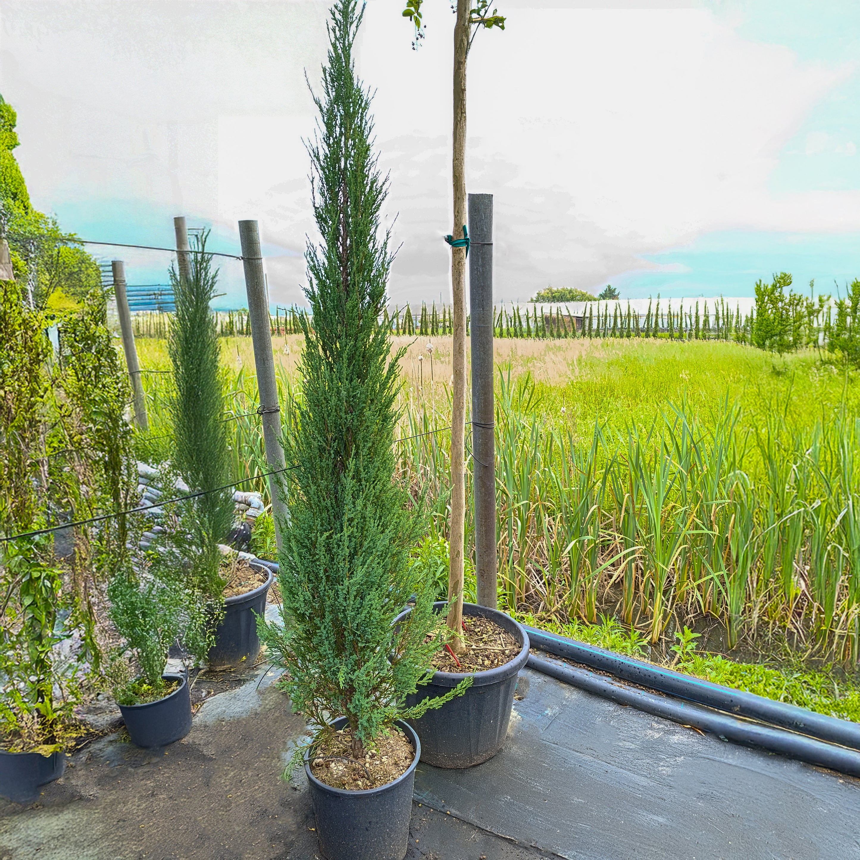 Juniperus scopulorum Blue Arrow | Blue Juniper | Ornamental Trees