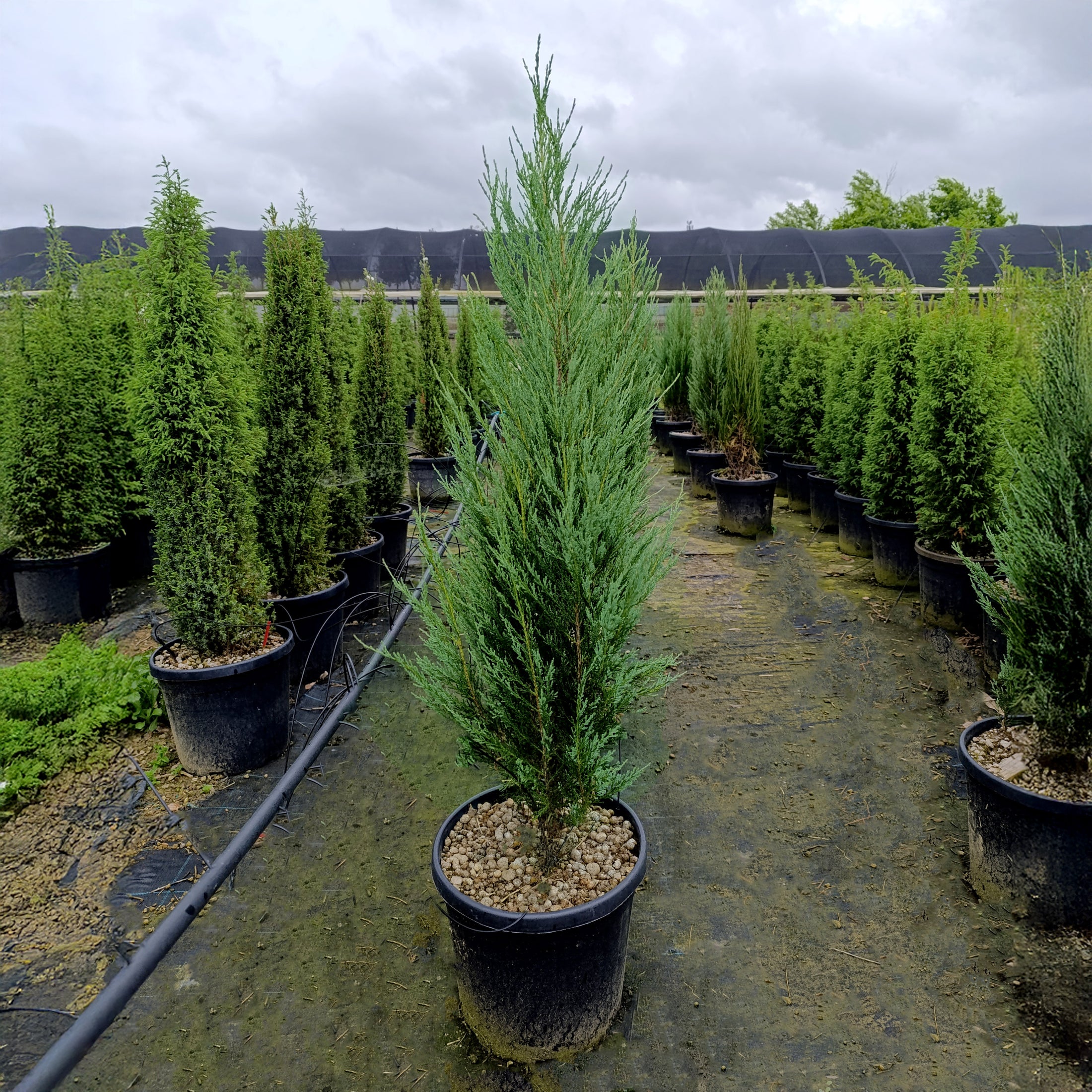 Juniperus scopulorum Blue Arrow | Blue Juniper | Ornamental Trees