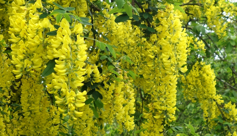 Laburnum Golden Chain Trees For Sale | Ornamental Trees