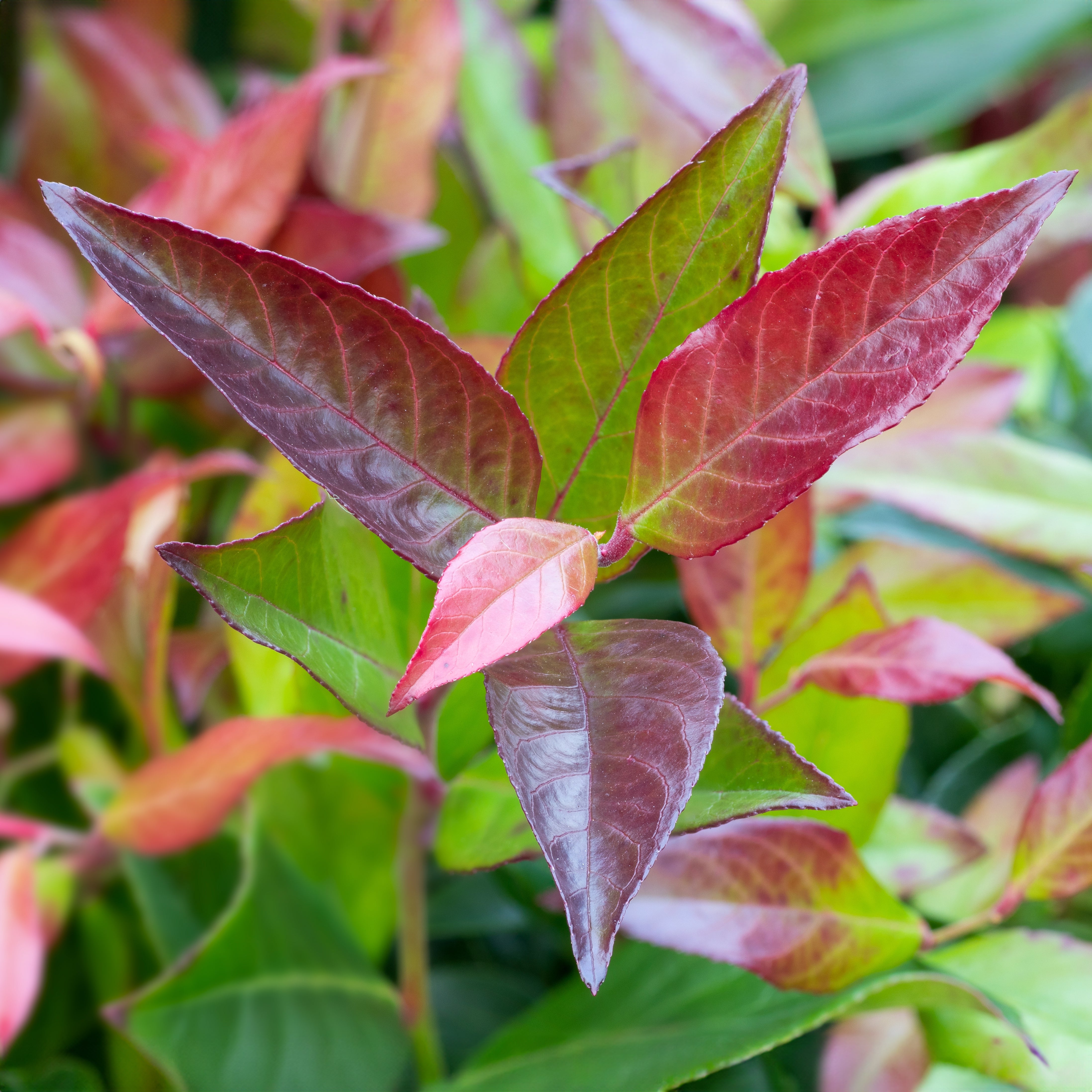 Leucothoe 'Zeblid' | Switch Ivy | Ornamental Trees
