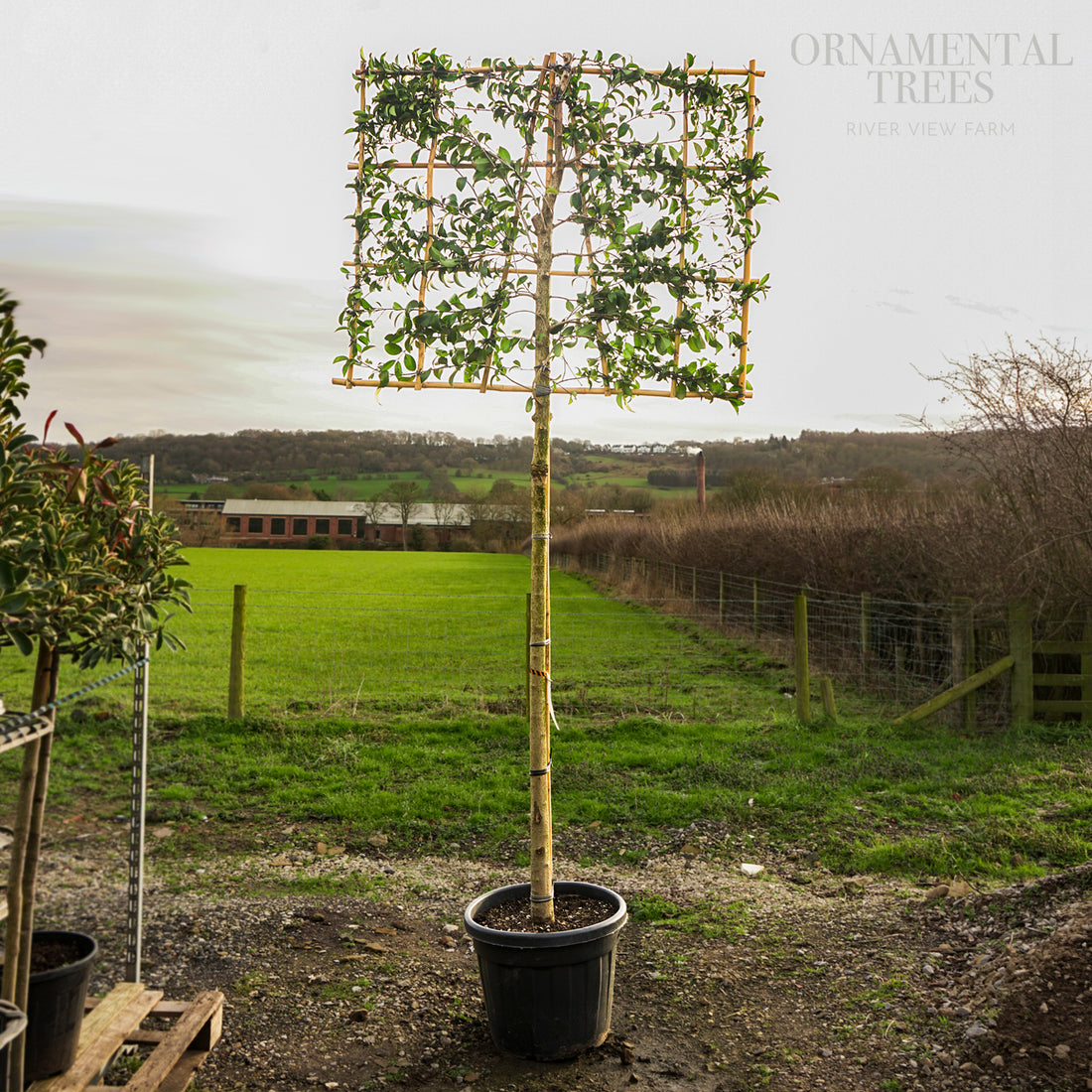 Pleached Japanese Privet | Ligustrum japonicum Hedging – Ornamental Trees