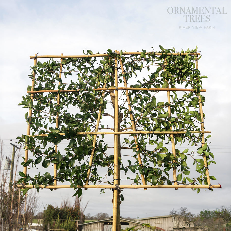 Pleached Trees & Screening Online | Ornamental Trees