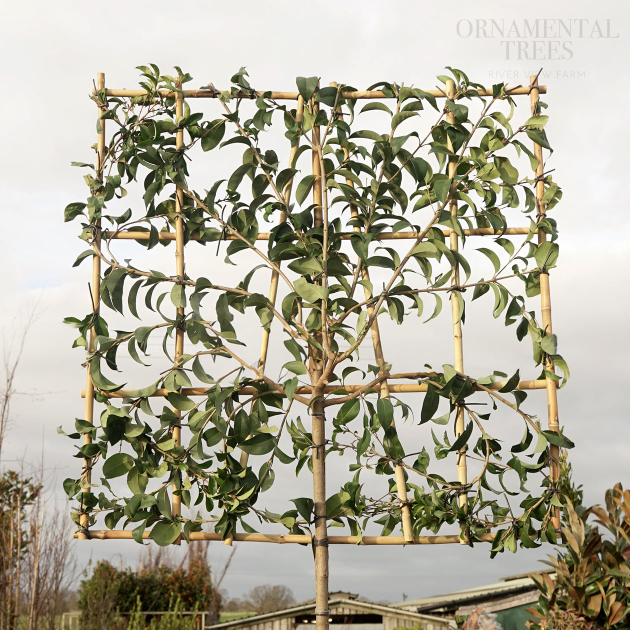 Pleached Japanese Privet | Ligustrum japonicum Hedging – Ornamental Trees