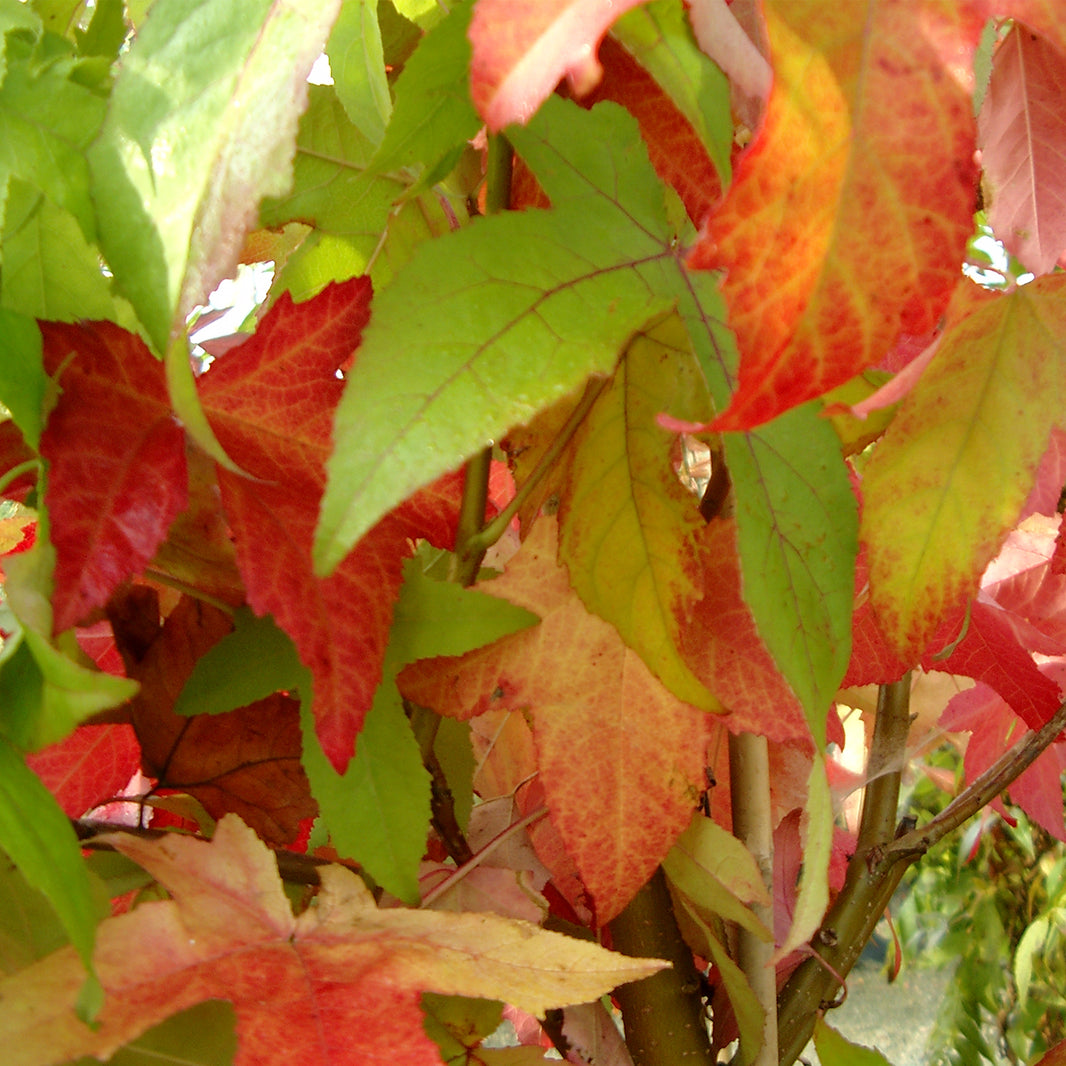 Liquidambar styraciflua Worplesdon | Sweet Gum Tree | Ornamental Trees
