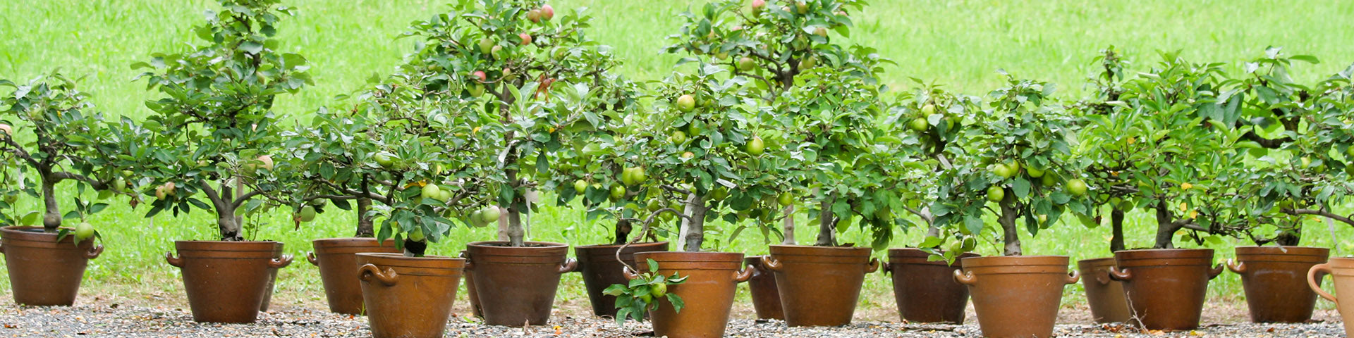 Patio & Dwarf Fruit Trees For Sale Online – Ornamental Trees
