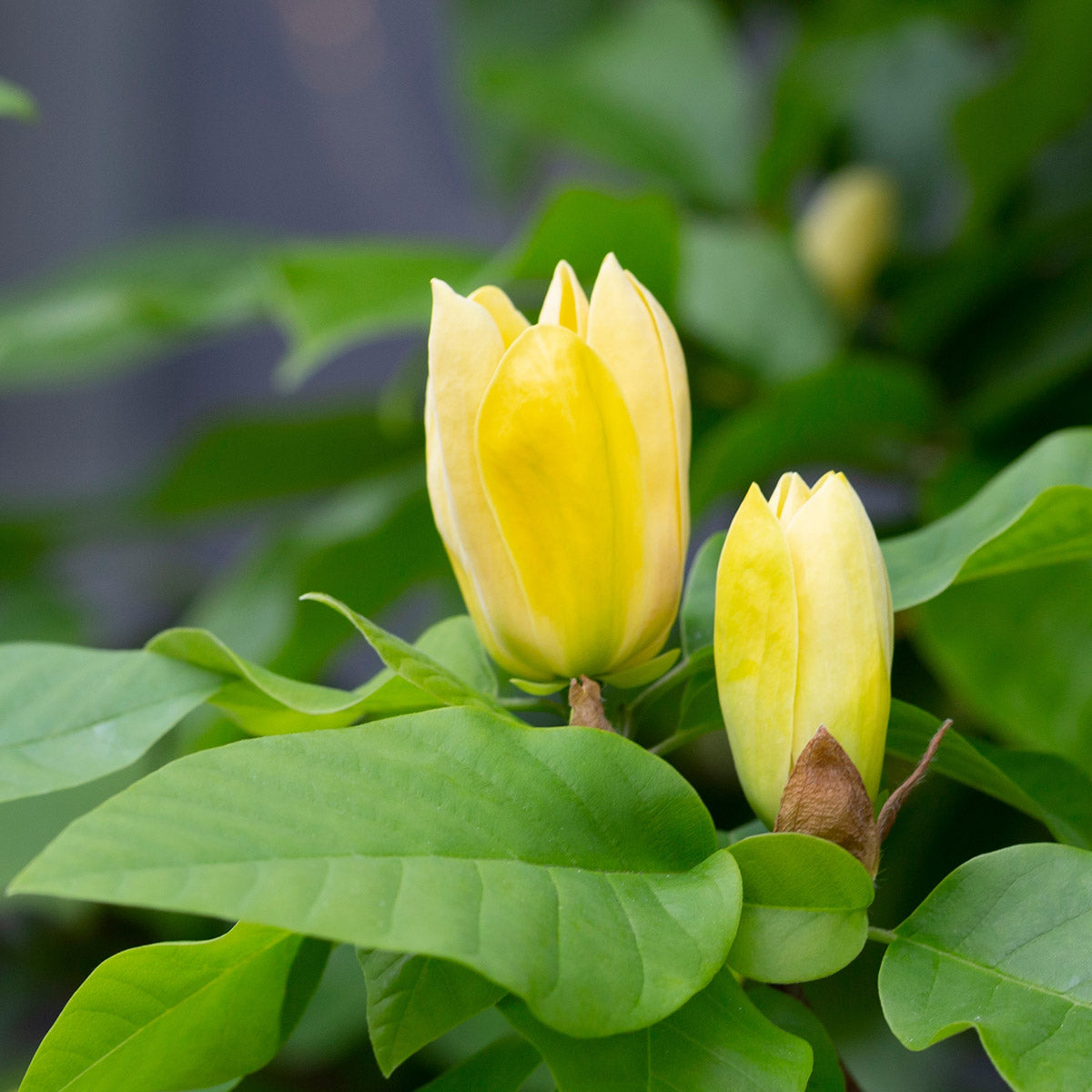 Magnolia x brooklynensis Yellow Bird | Ornamental Trees