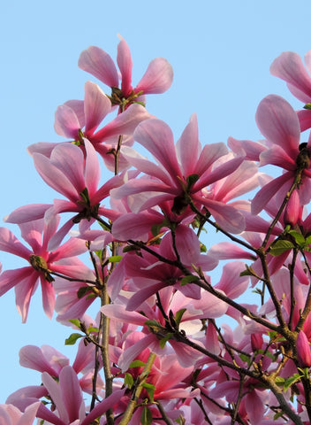 50+ Summer Flowering Trees Online | Ornamental Trees