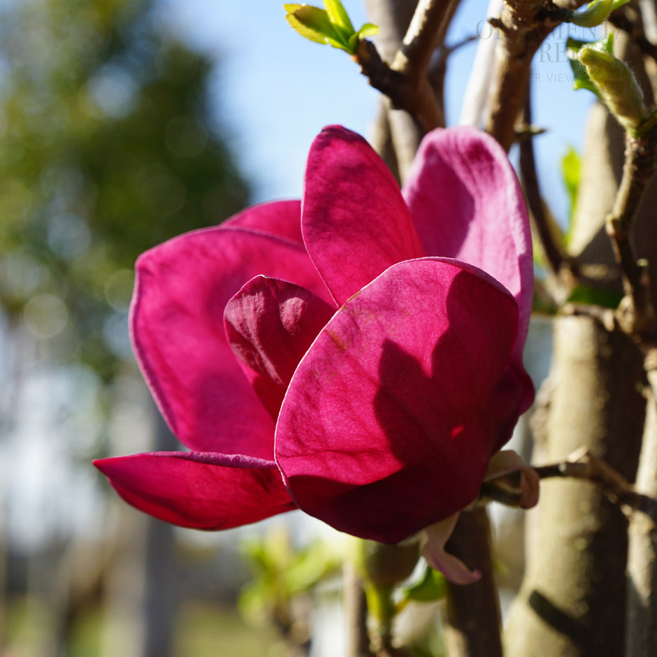 Small Magnolia Trees For Smaller Gardens – Ornamental Trees