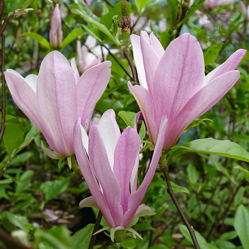 Small Magnolia Trees For Smaller Gardens – Ornamental Trees