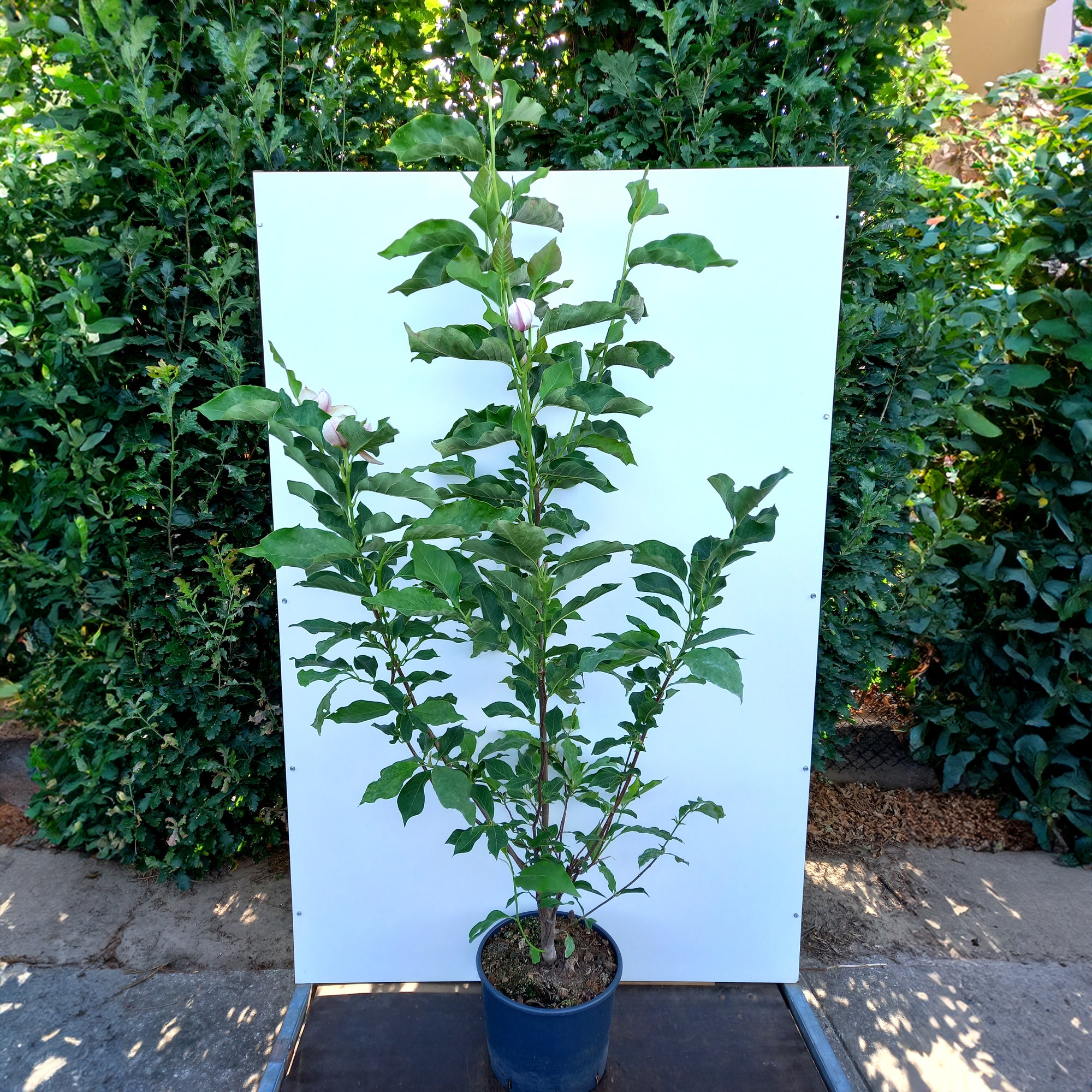 Magnolia Heaven Scent | Buy Scented Magnolia Trees | Ornamental Trees