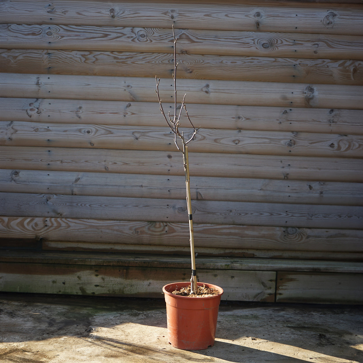 Magnolia liliiflora Nigra | Small Black Magnolia | Ornamental Trees