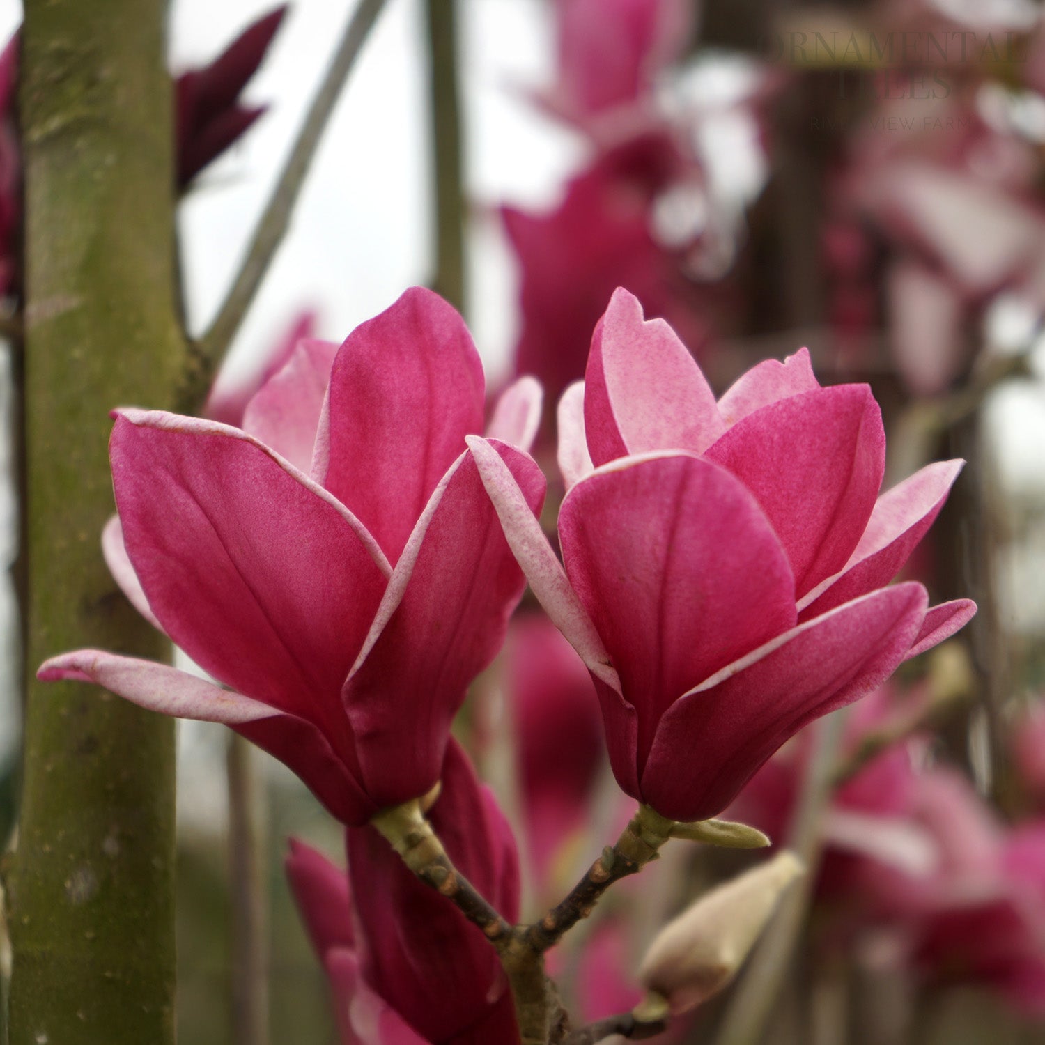Magnolia Star Burst | Upright Magnolia Shrub | Ornamental Trees