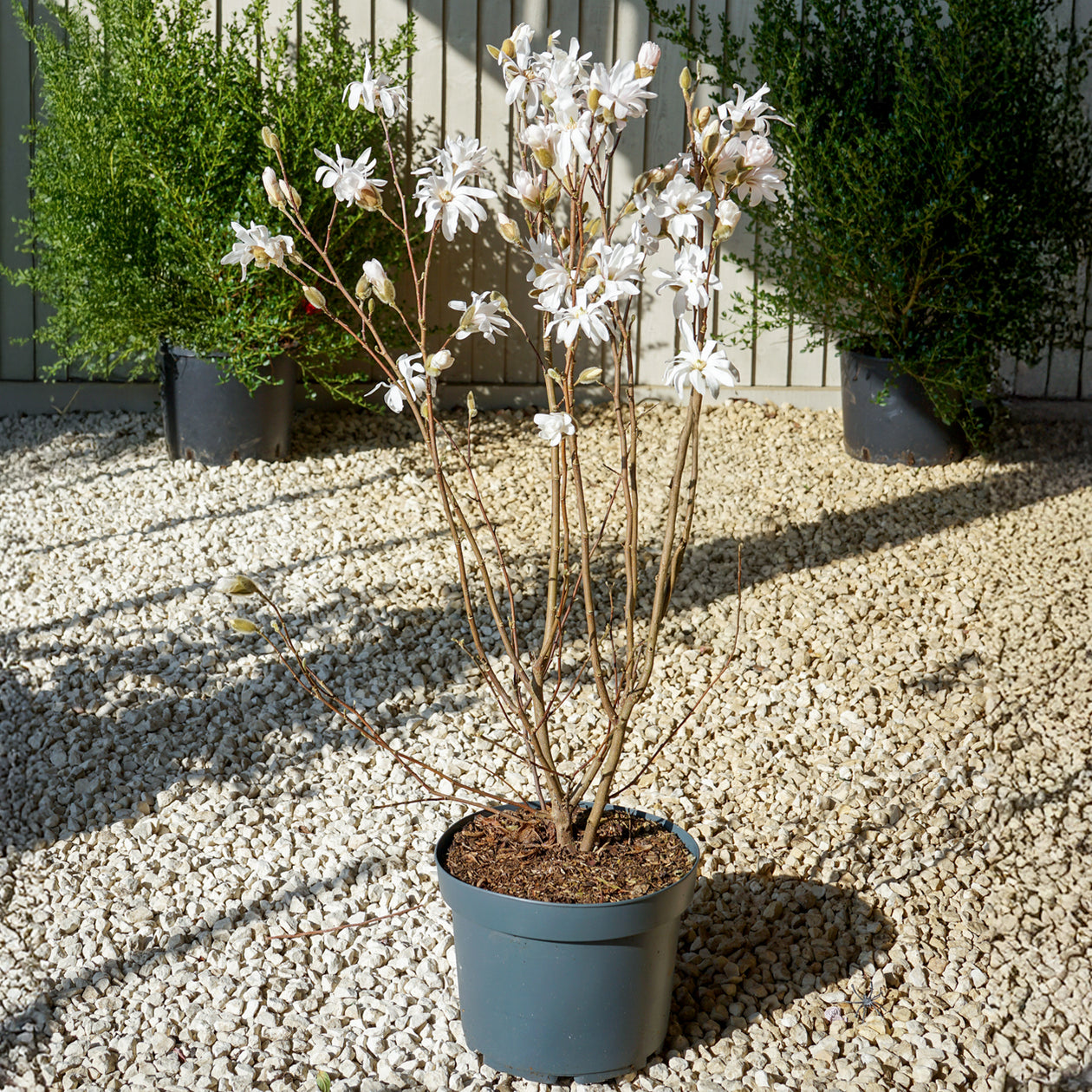 Magnolia stellata | Starry Magnolia Shrubs & Bushes | Ornamental Trees