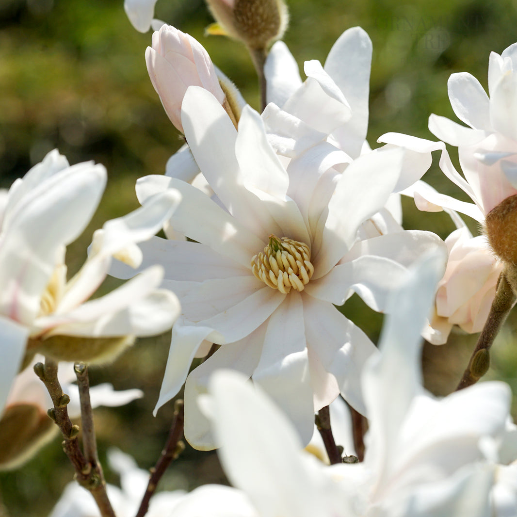 Small Magnolia Trees For Smaller Gardens – Ornamental Trees