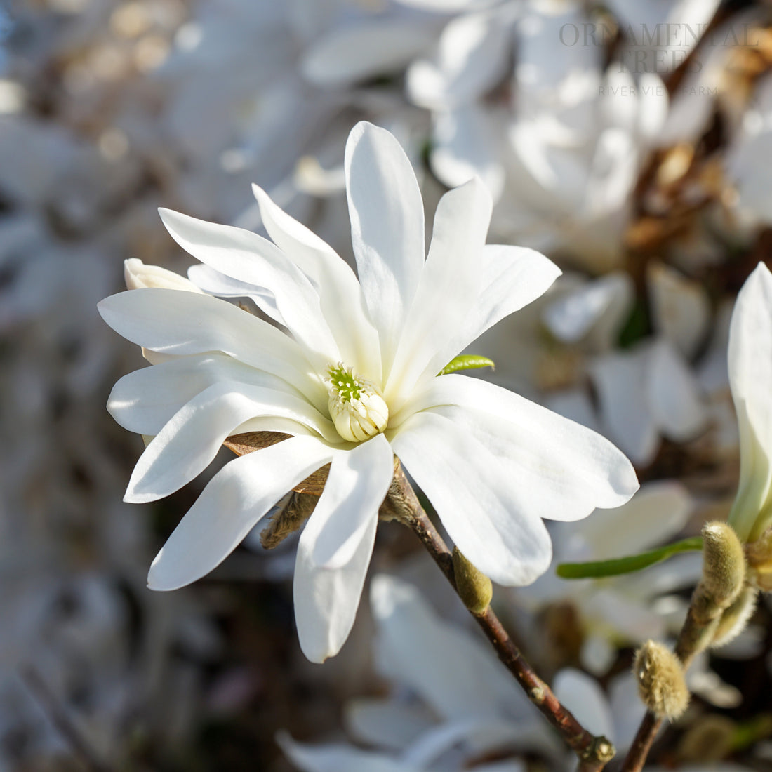 Magnolia stellata | Starry Magnolia Shrubs & Bushes | Ornamental Trees
