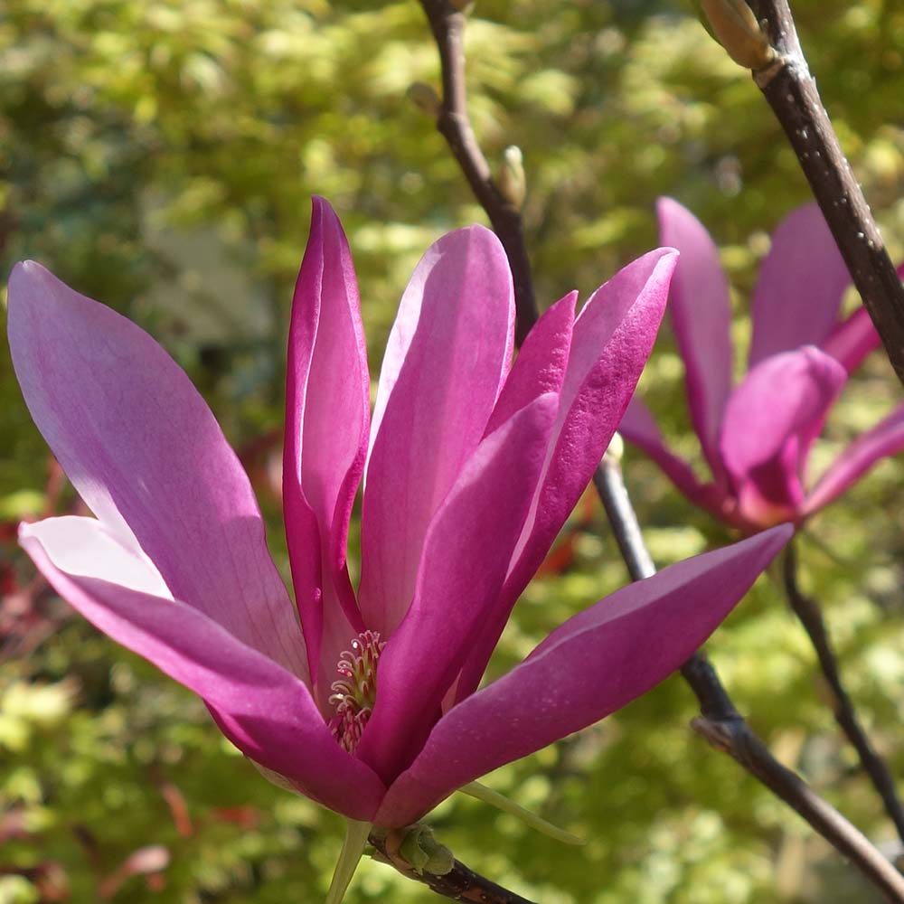 Magnolia Susan | Dwarf Purple Magnolia For Sale | Ornamental Trees