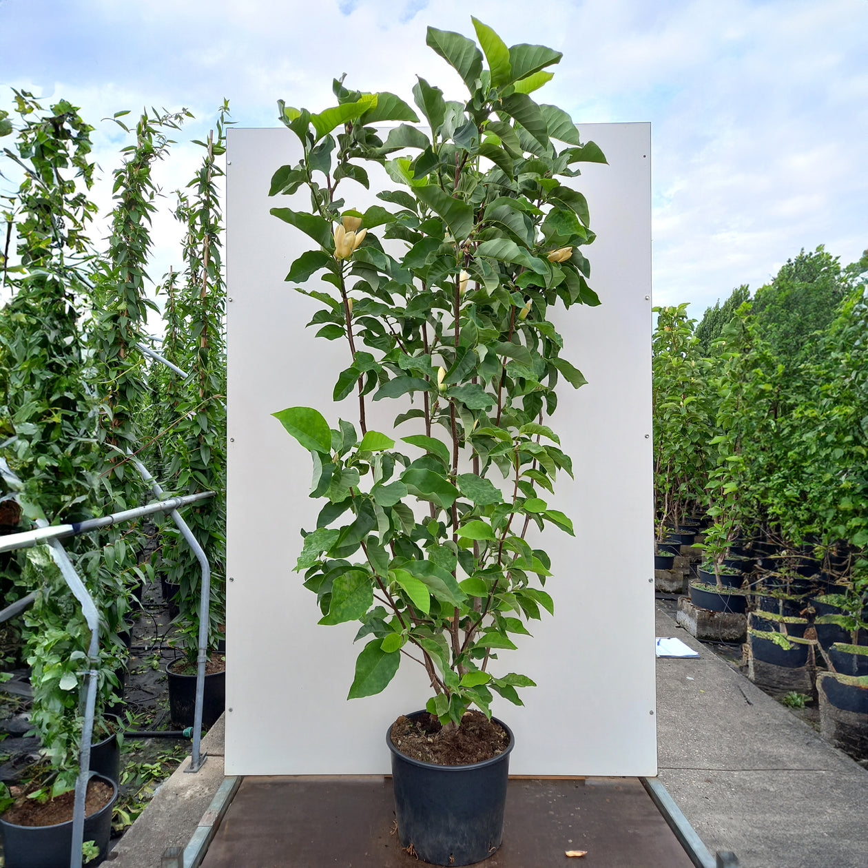 Magnolia x brooklynensis Yellow Bird | Ornamental Trees
