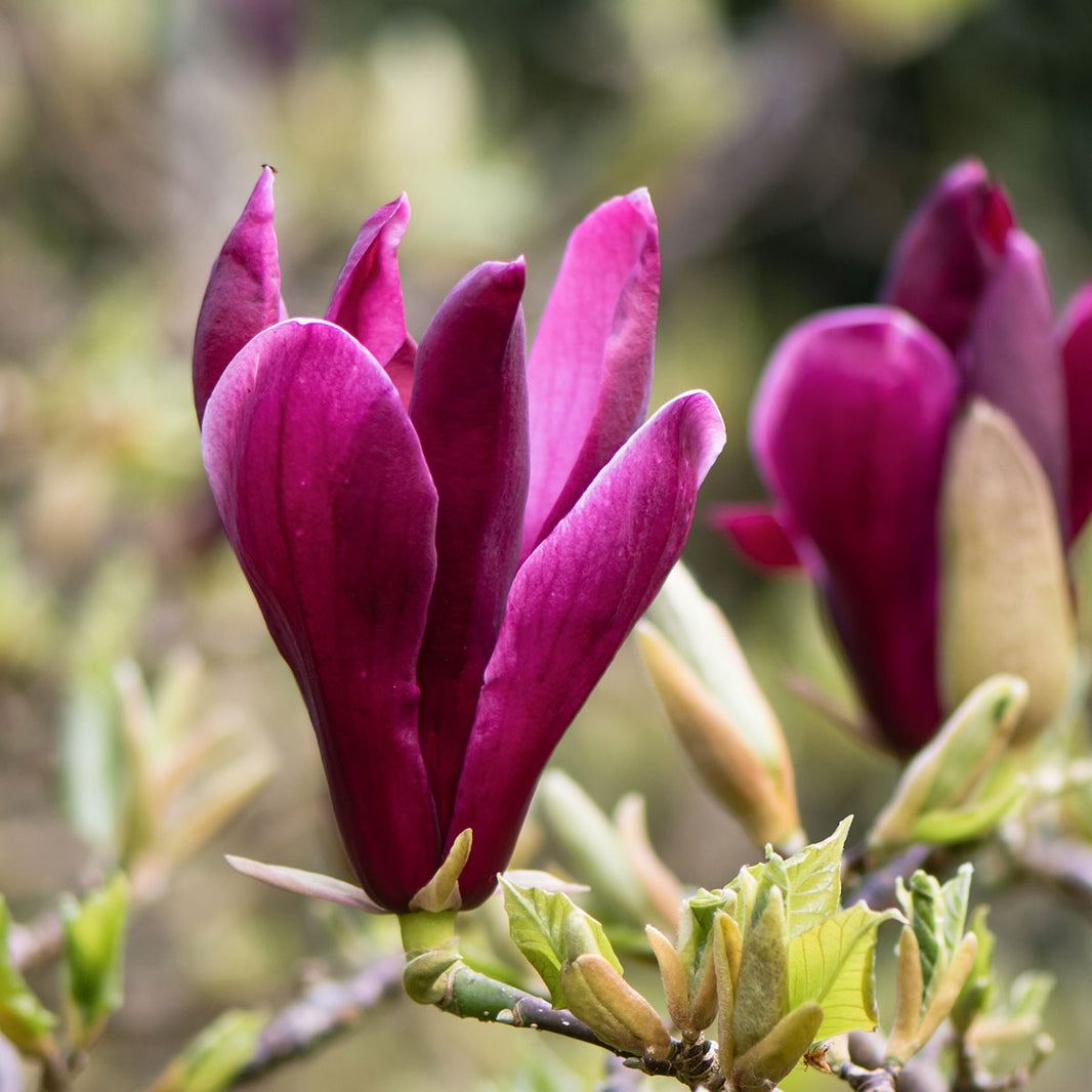 Magnolia Susan | Dwarf Purple Magnolia For Sale | Ornamental Trees