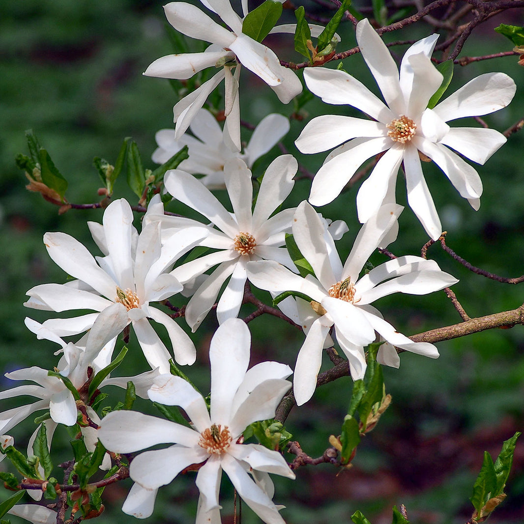 Beautiful Magnolia Trees | Magnolia Shrubs | Ornamental Trees