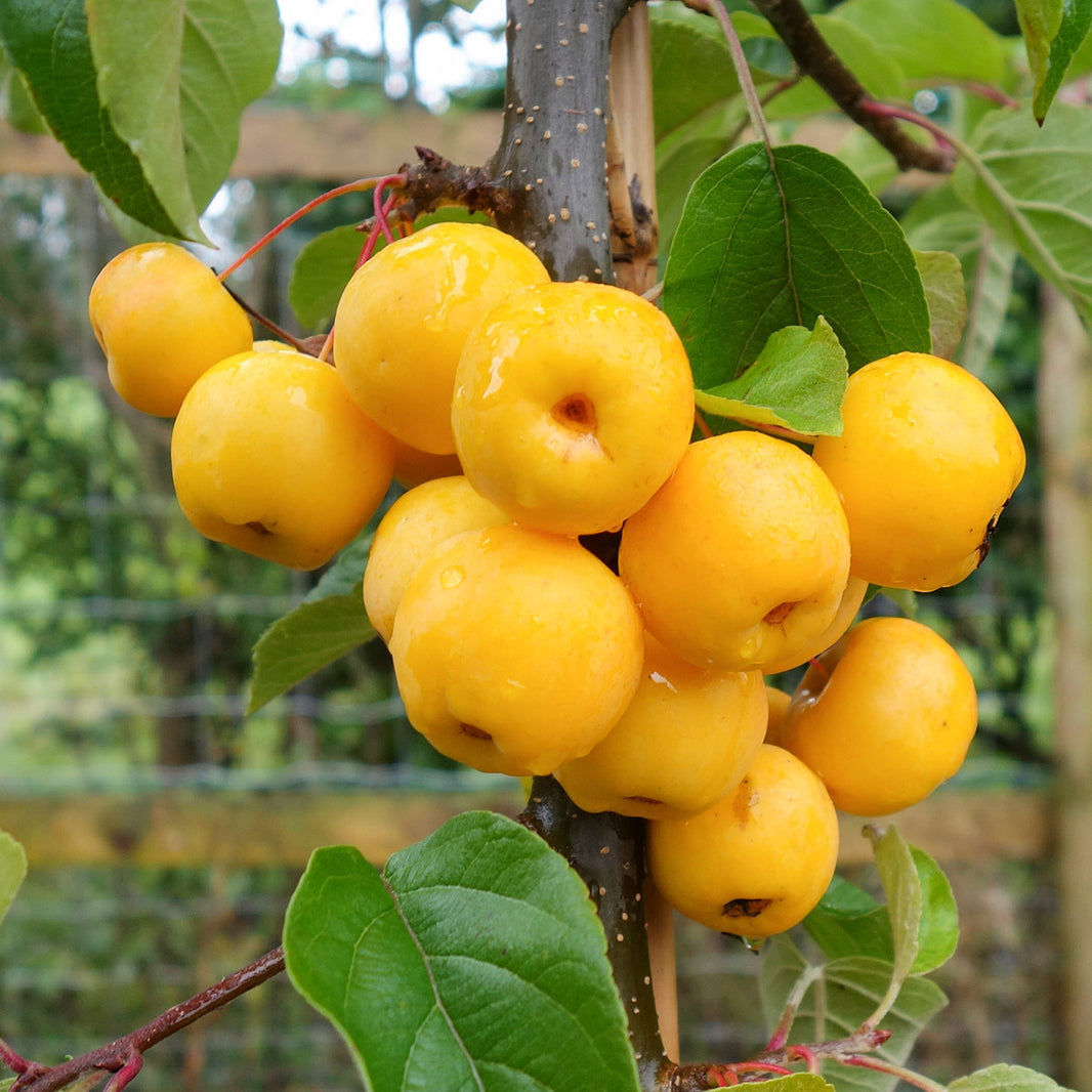 Flowering Crab Apple Trees | Malus | Ornamental Trees
