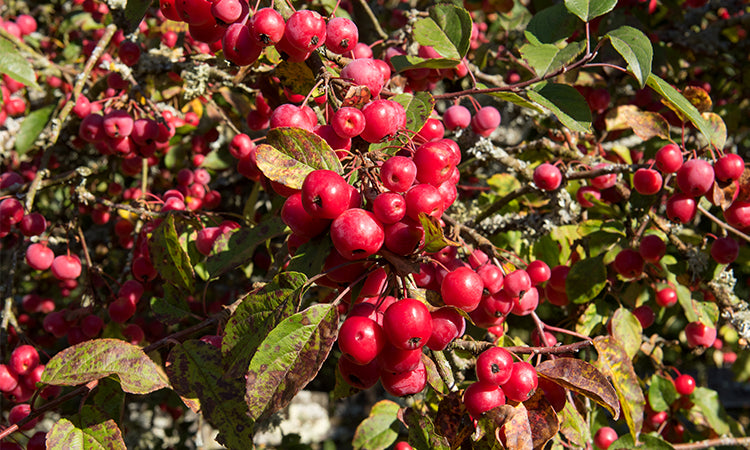 Flowering Crab Apple Trees | Malus | Ornamental Trees