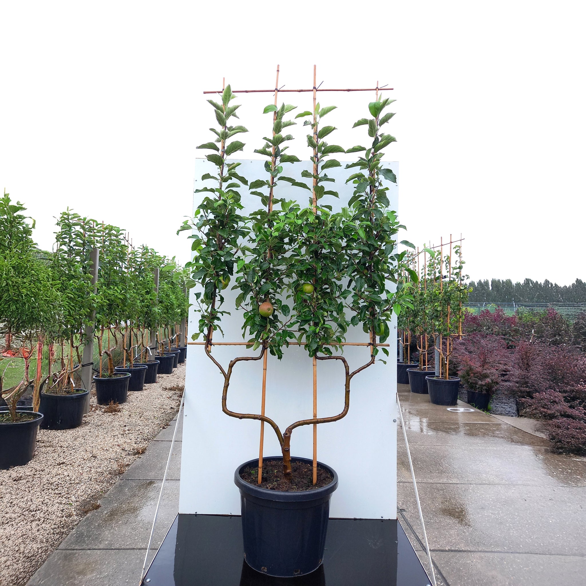 Elstar Apple Tree | Malus domestica Elstar For Sale | Ornamental Trees