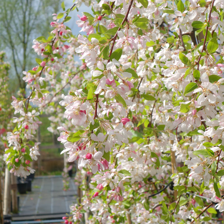 Small Weeping Trees For Small Gardens | Ornamental Trees