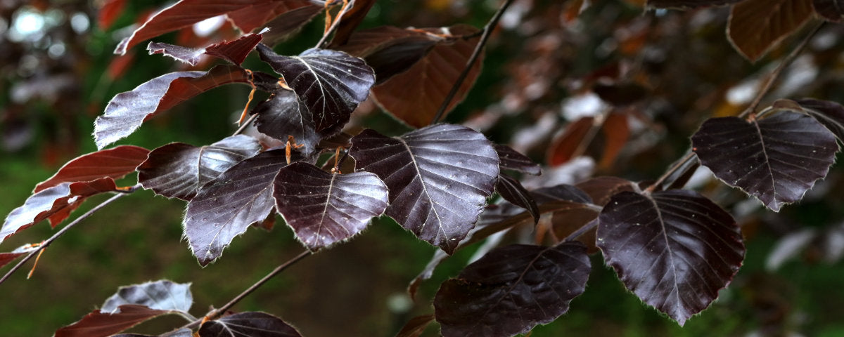 Mature Beech Trees For Sale | Large Fagus | Ornamental Trees