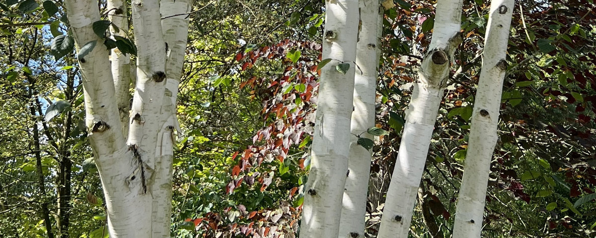 Mature Himalayan White Bark Birch Trees | Ornamental Trees