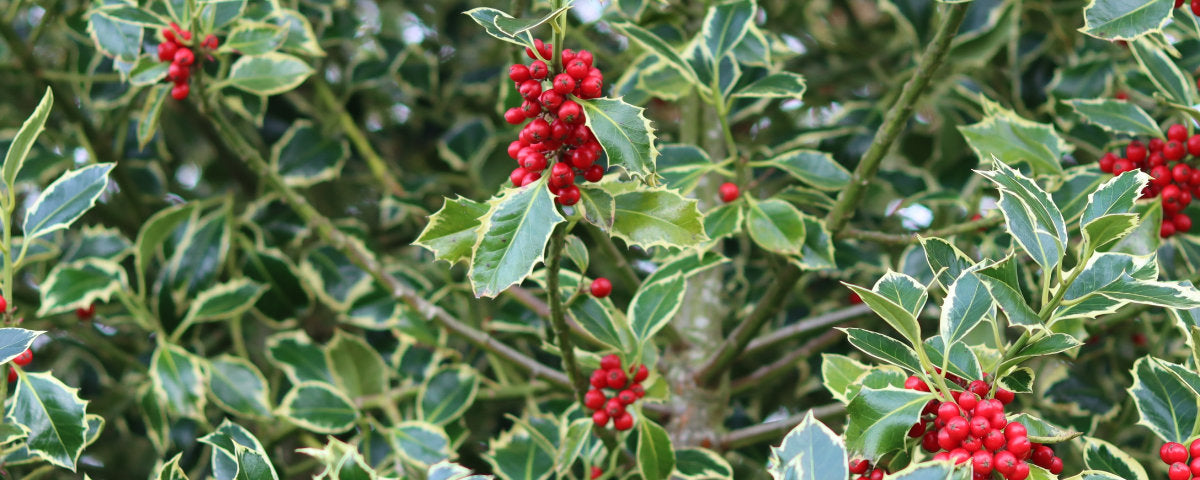 Mature & Large Evergreen Trees For Sale | Ornamental Trees – Page 2