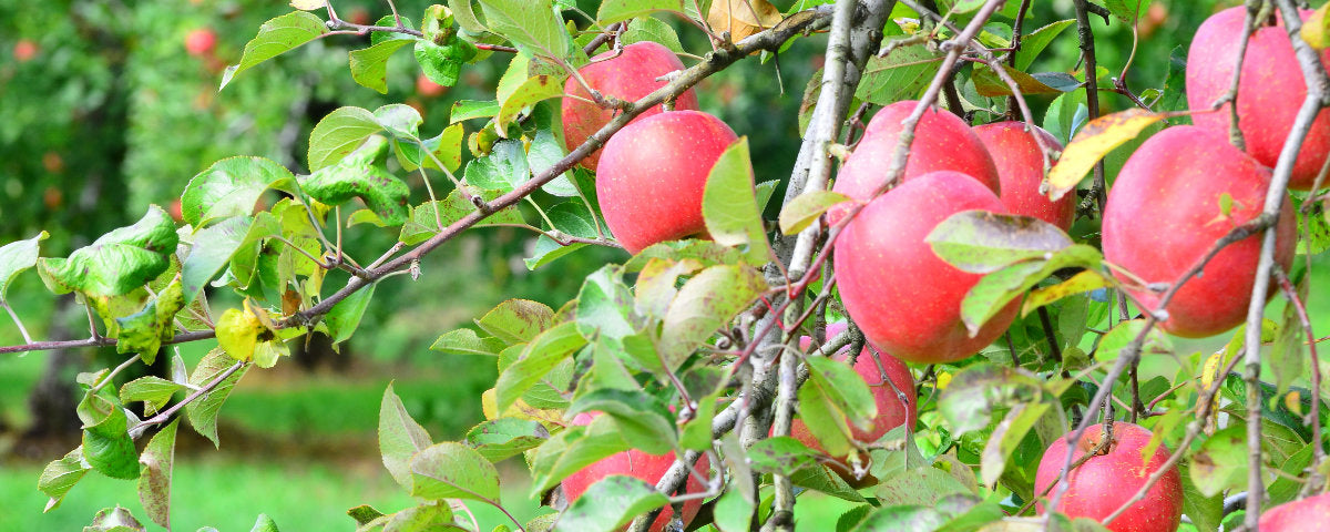 Mature & Large Fruit Trees For Sale | Ornamental Trees