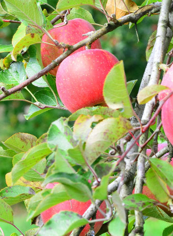 Mature & Large Fruit Trees For Sale | Ornamental Trees