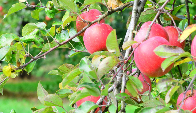 Mature & Large Fruit Trees For Sale | Ornamental Trees