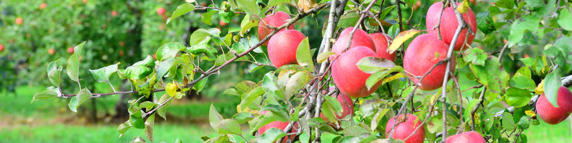 Mature & Large Fruit Trees For Sale | Ornamental Trees