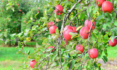 Mature & Large Fruit Trees For Sale | Ornamental Trees