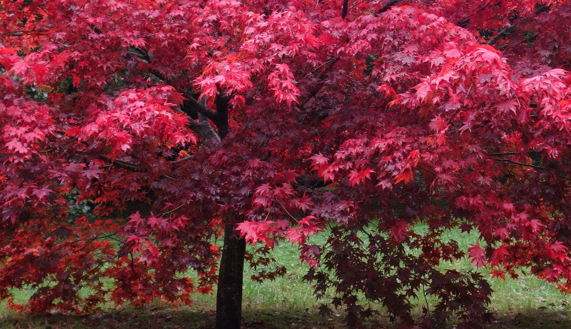 Mature Japanese Maples | Large Acer palmatum | Ornamental Trees – Page 2