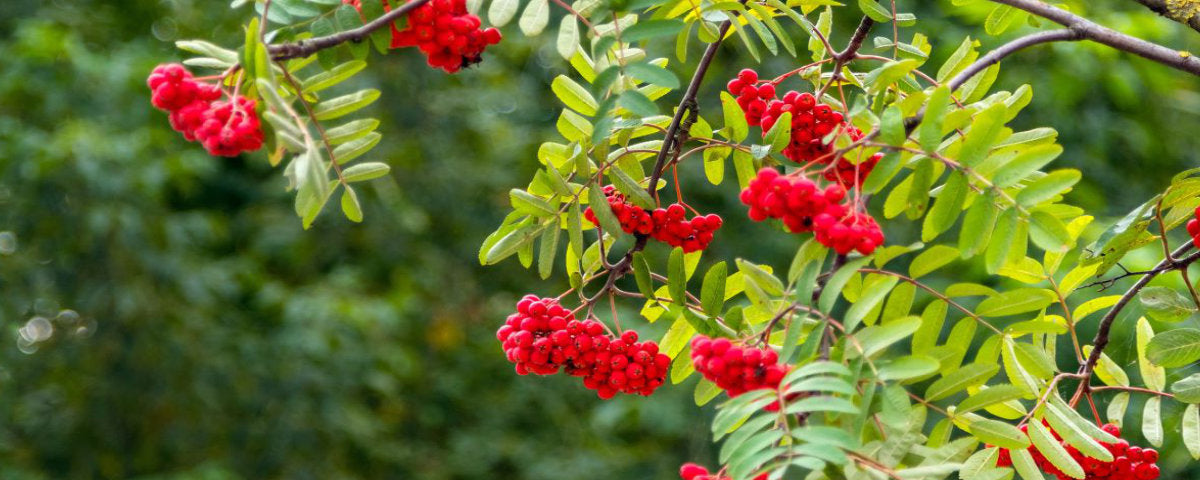 Mature Rowan Trees For Sale | Large Sorbus Trees | Ornamental Trees