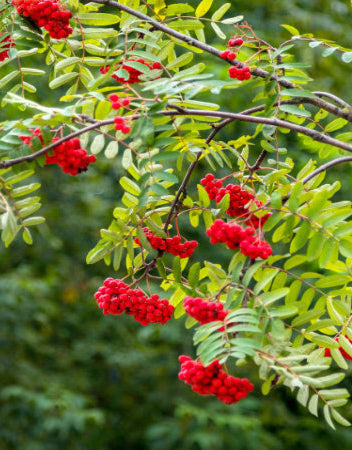 Mature Rowan Trees For Sale | Large Sorbus Trees | Ornamental Trees