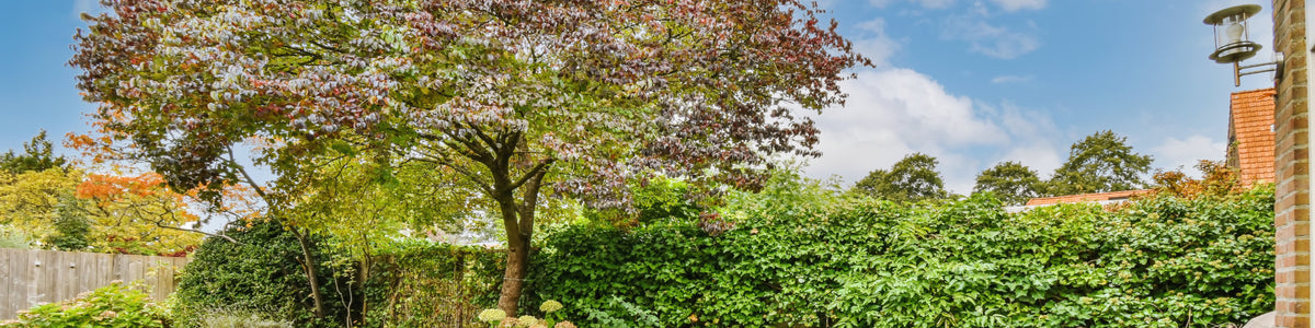 Buy Large & Established Mature Trees Online | Ornamental Trees