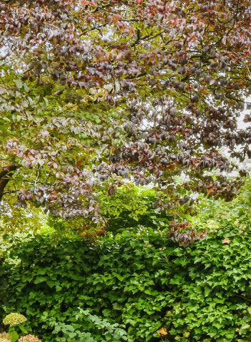 Buy Large & Established Mature Trees Online | Ornamental Trees