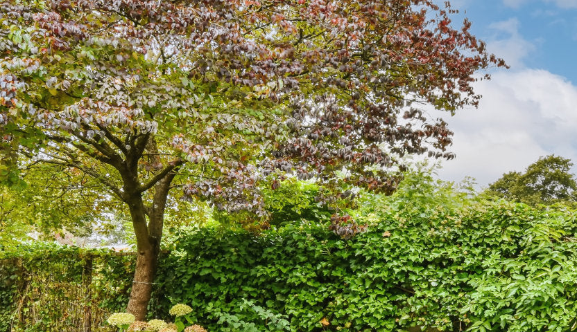 Buy Large & Established Mature Trees Online | Ornamental Trees