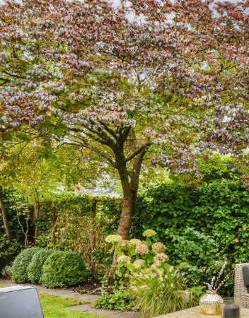 Buy Large & Established Mature Trees Online | Ornamental Trees