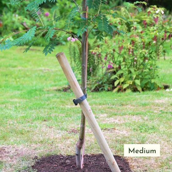 Medium Tree Stake And Tie Kit | Tree Planting | Ornamental Trees