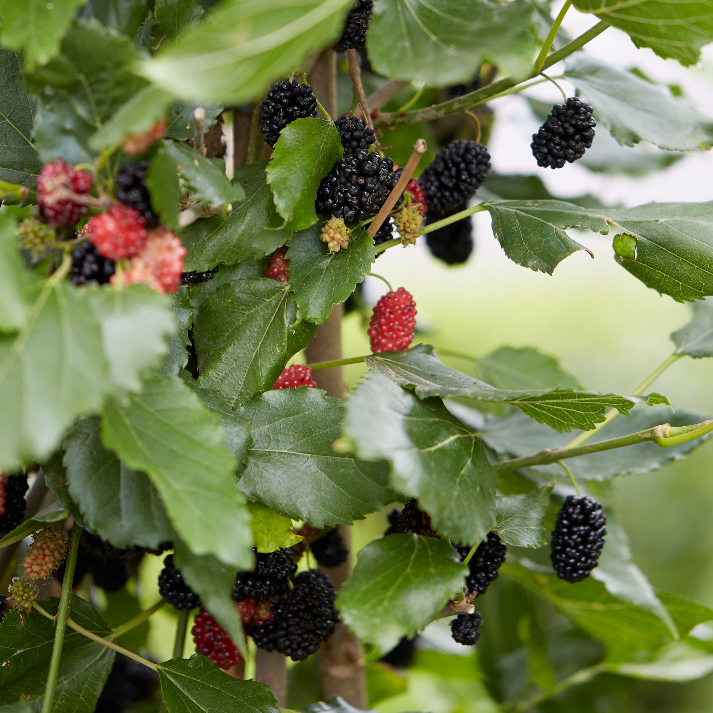Morus Mojo Berry Dwarf Mulberry Tree | Ornamental Trees