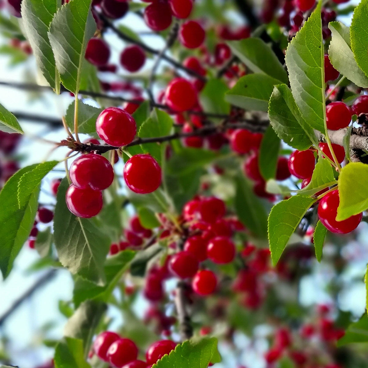 Morello Cherry Tree | Cooking Cherry Trees For Sale – Ornamental Trees
