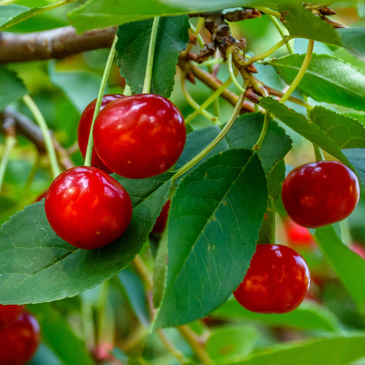 Stella Cherry Tree | Sweet Eating Cherries | Ornamental Trees