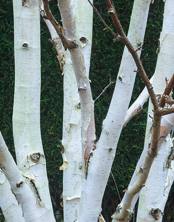Multi Stem White Bark Himalayan Birch Trees | Ornamental Trees